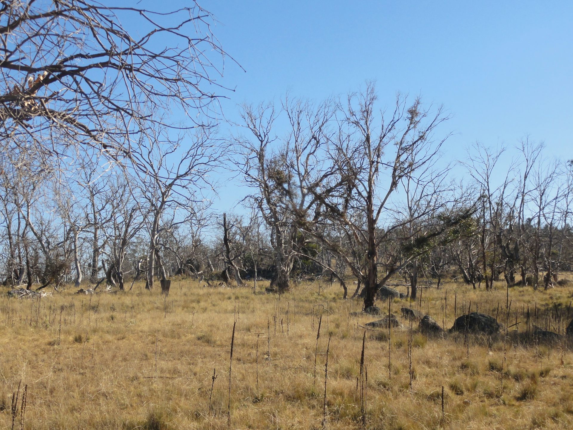 Death of a landscape: why have thousands of trees dropped dead in New ...