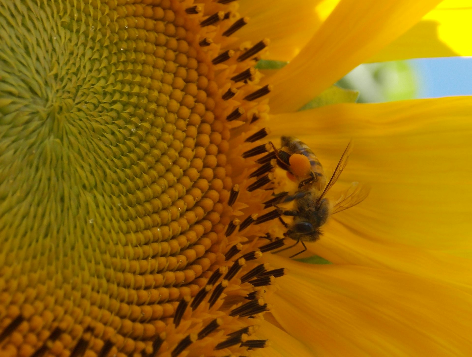 Poor nutrition may be another reason for the declining honey bee population