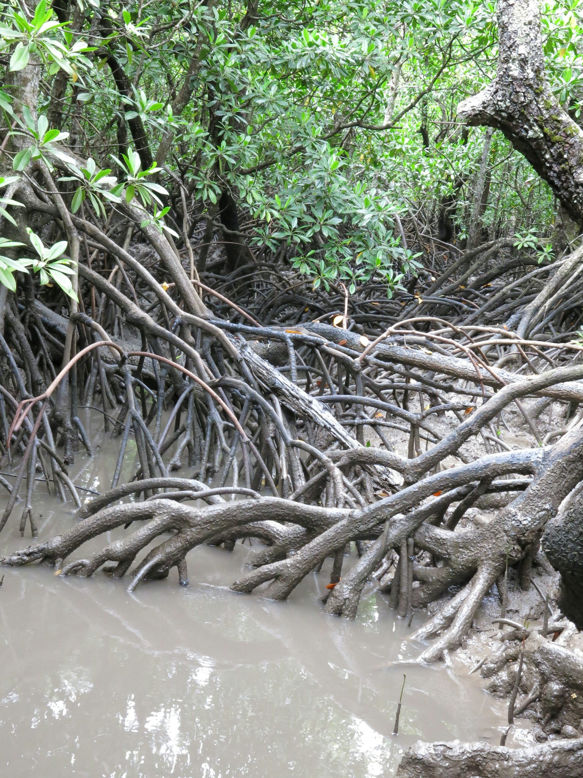 Stilt Roots Mangroves
