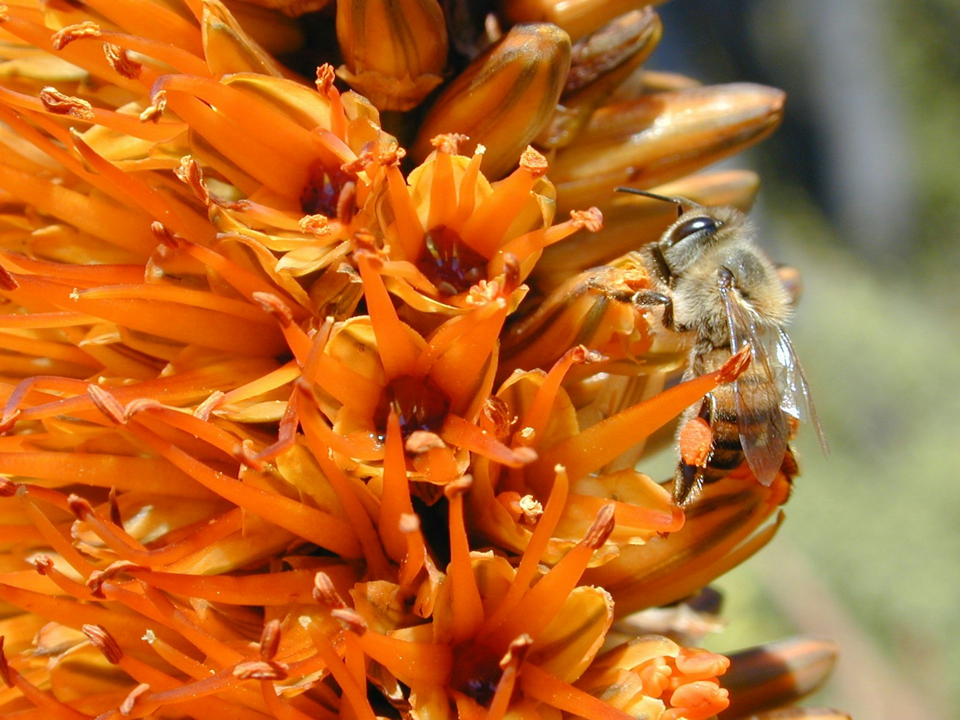 Poor nutrition may be another reason for the declining honey bee population